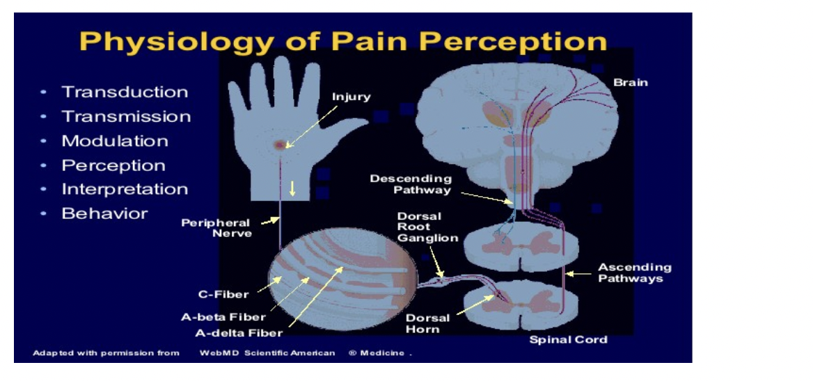 Classification & Physiology Of Pain – Educational Resources
